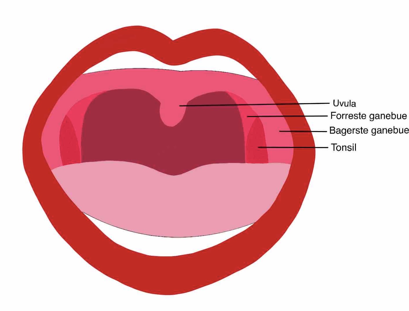 Tonsillotomi forundersøgelse – Basal Øre, næse, hals