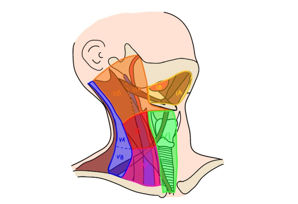 Kanylepatienten – Basal Øre, næse, hals